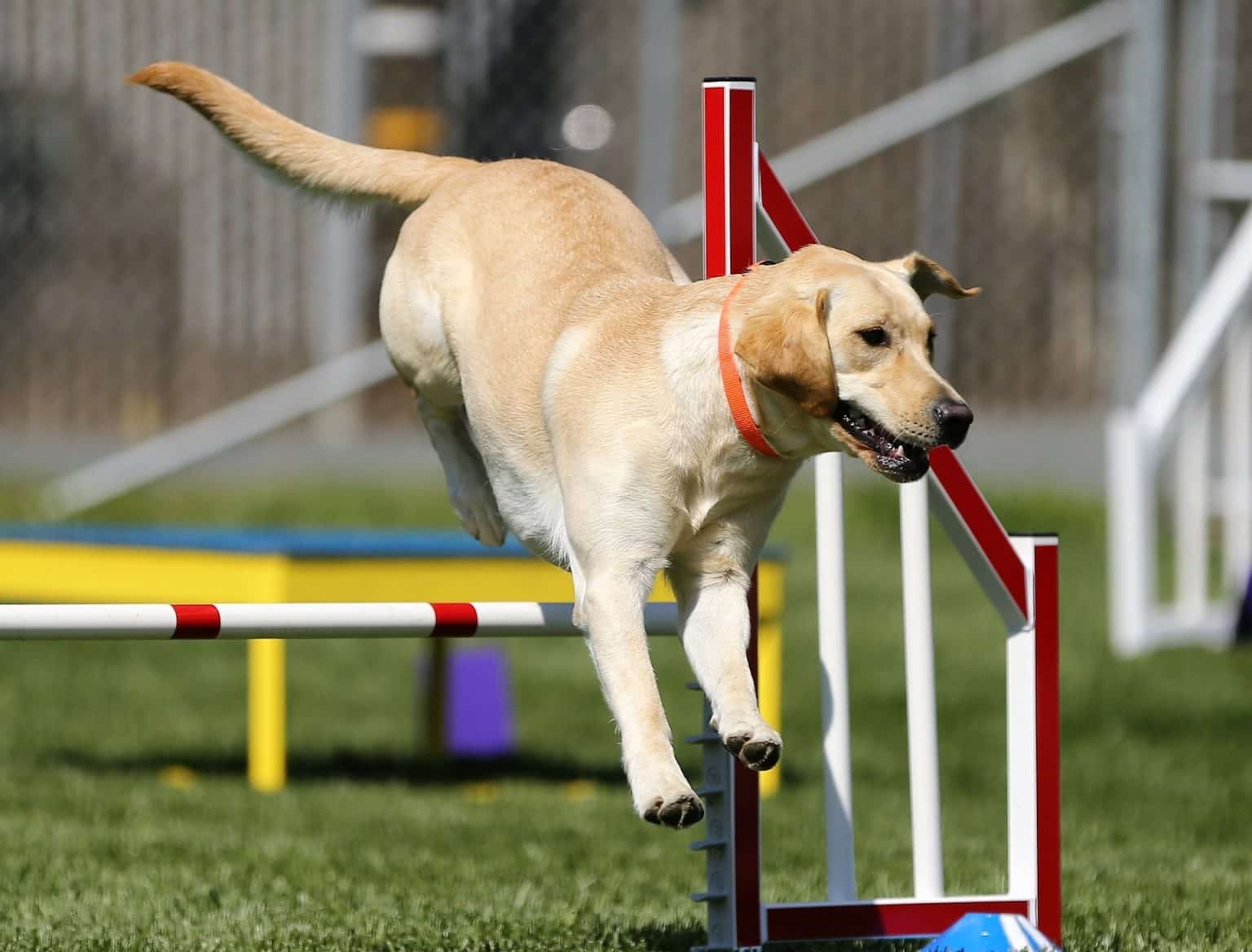 Agility pour chien : 10 choses à savoir ! - Abrichien