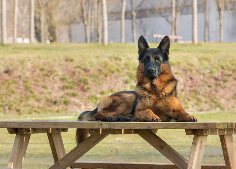 Le Berger Allemand Noir et Feu : un Canin Majestueux - Abrichien