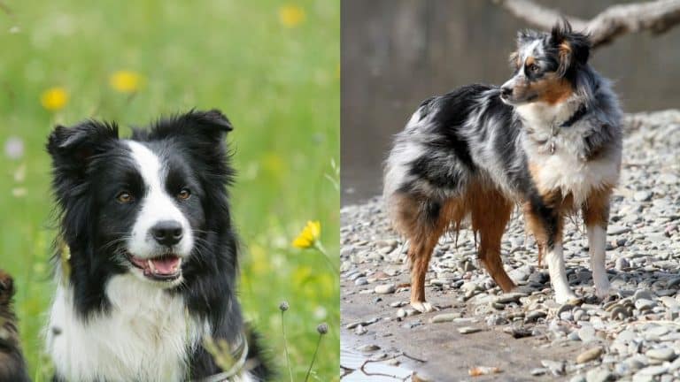 Border Collie croisé Berger Australien : ce que vous devez savoir ...