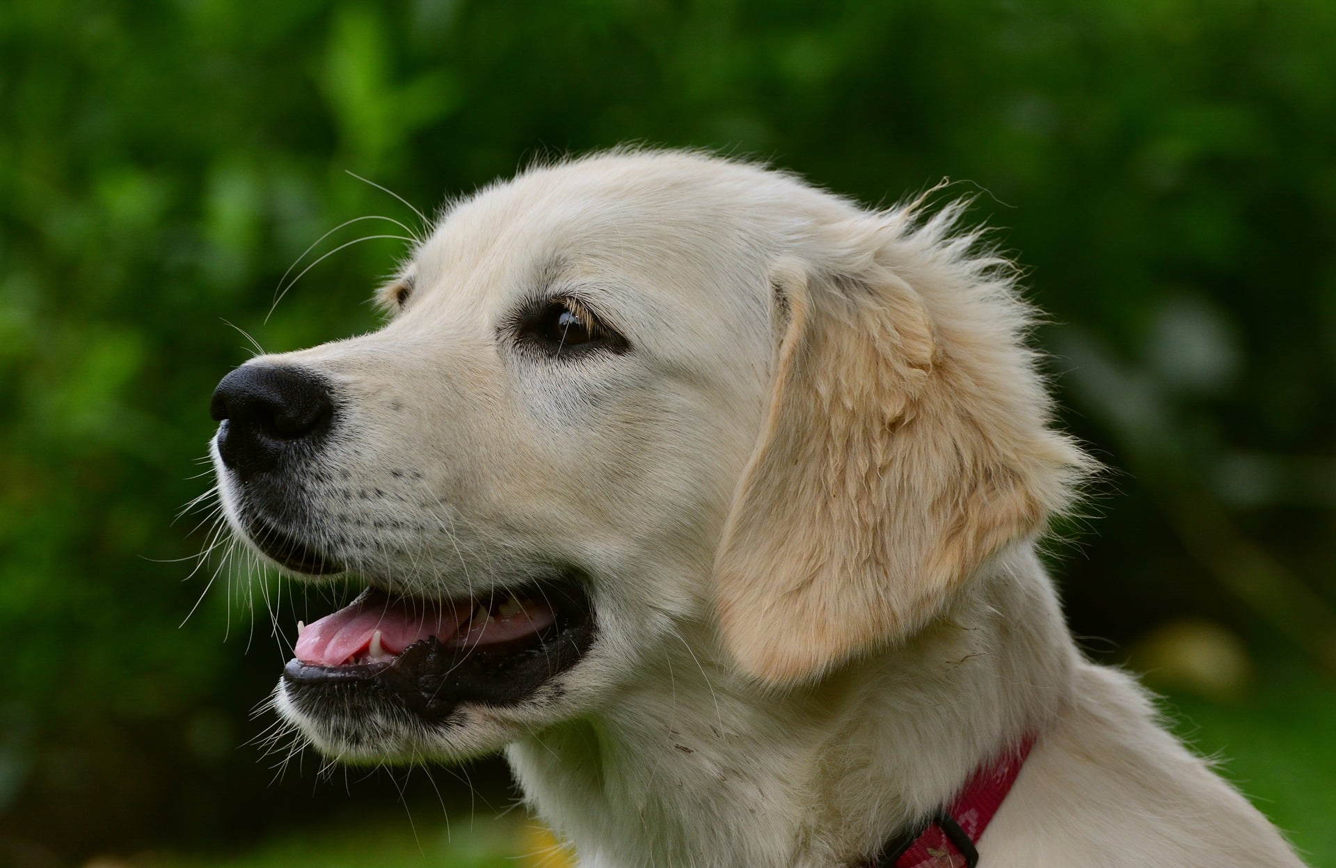 Collier pour Golden Retriever : le guide d'achat - Abrichien